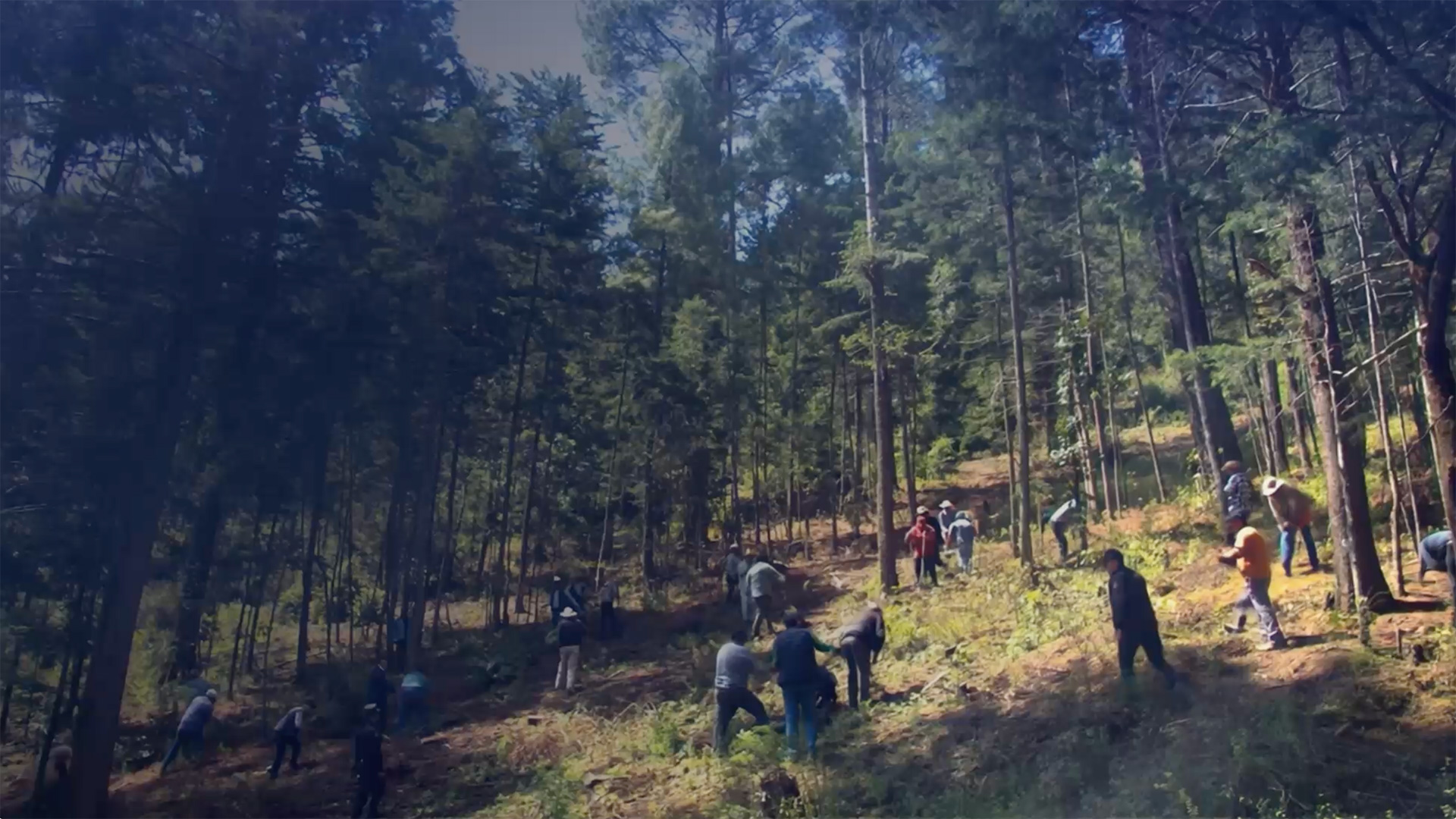MA Jornadas de Reforestación | Fundación Grupo México